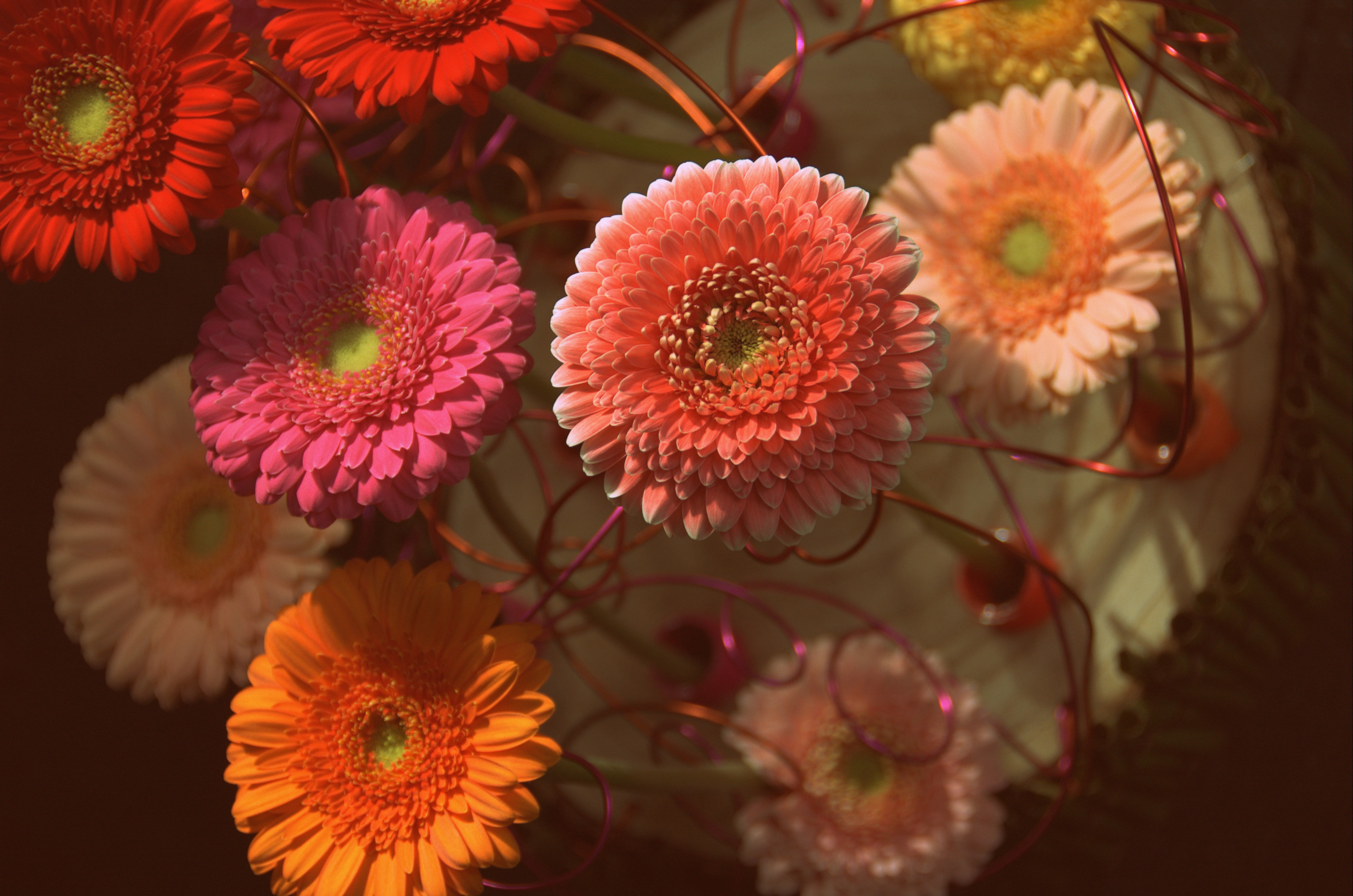 Inspiring creations with gerberas - Holstein Flowers gerbera