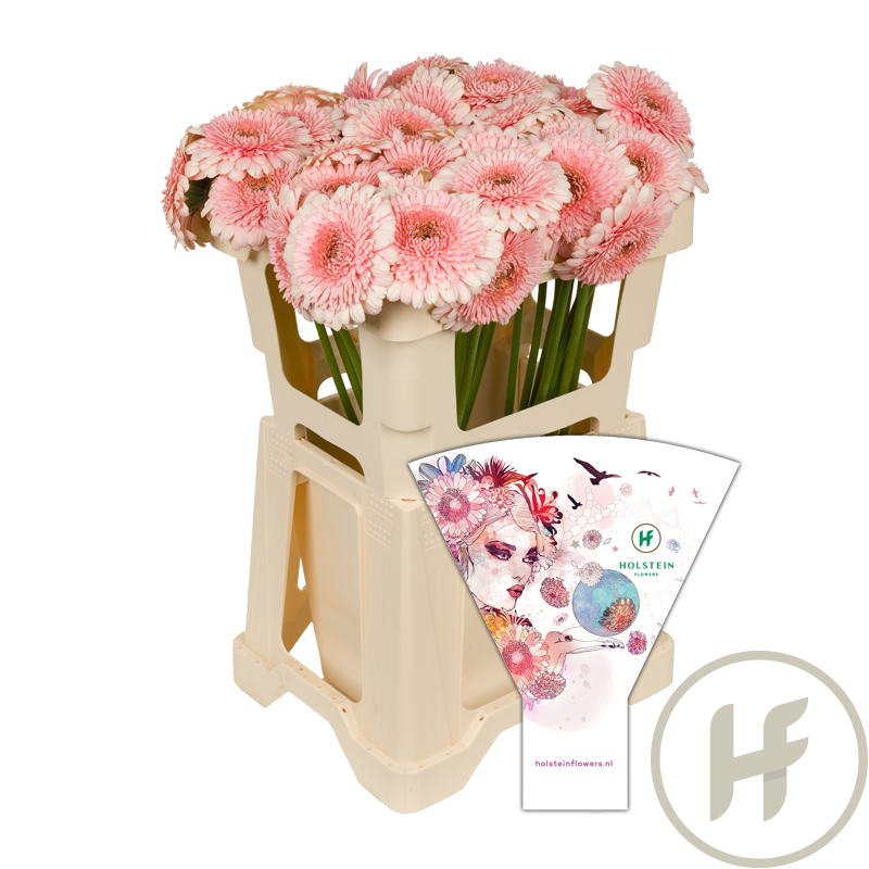 Holstein Flowers | Creating Gerberas